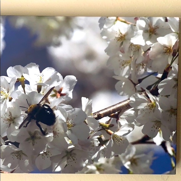 Wall Decor | Original Bumblebee Photography Canvas | Poshmark